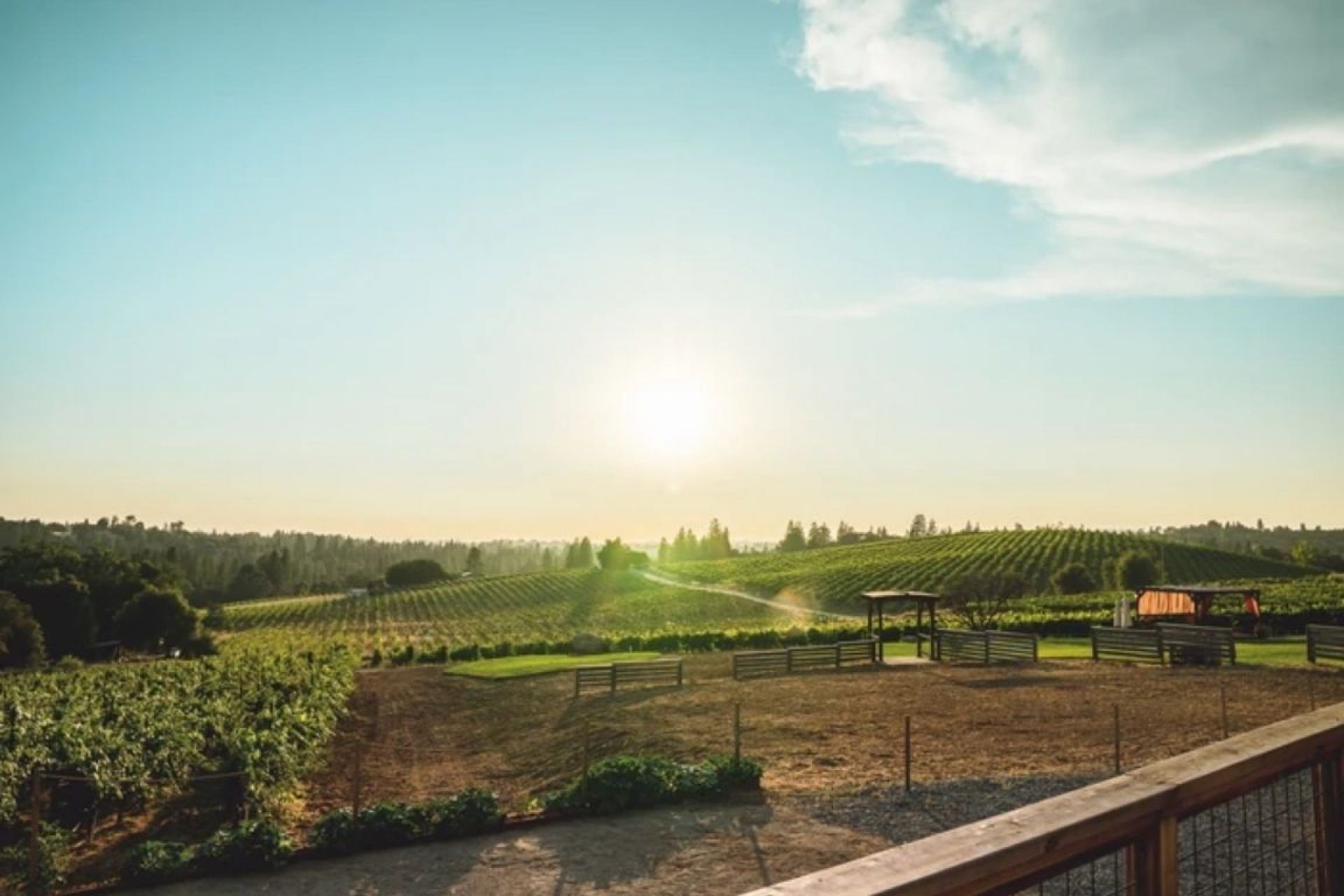 Les plus anciens vignobles de France